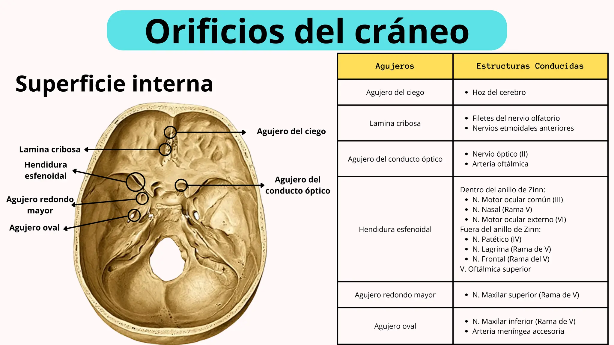 Anatomia presentacion de la orificios de base de craneo | PDF