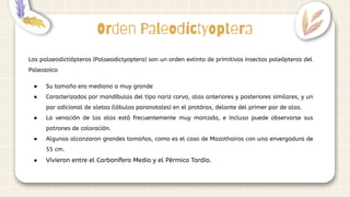 Ordenes de la Clase Insecta | PDF