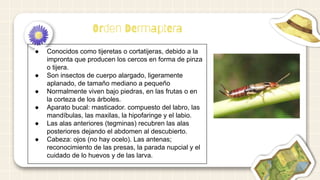 Ordenes de la Clase Insecta | PDF
