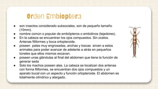 Ordenes de la Clase Insecta | PDF