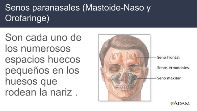 Anatomia analitica de cabeza,cuello y senos paranasales.pptx