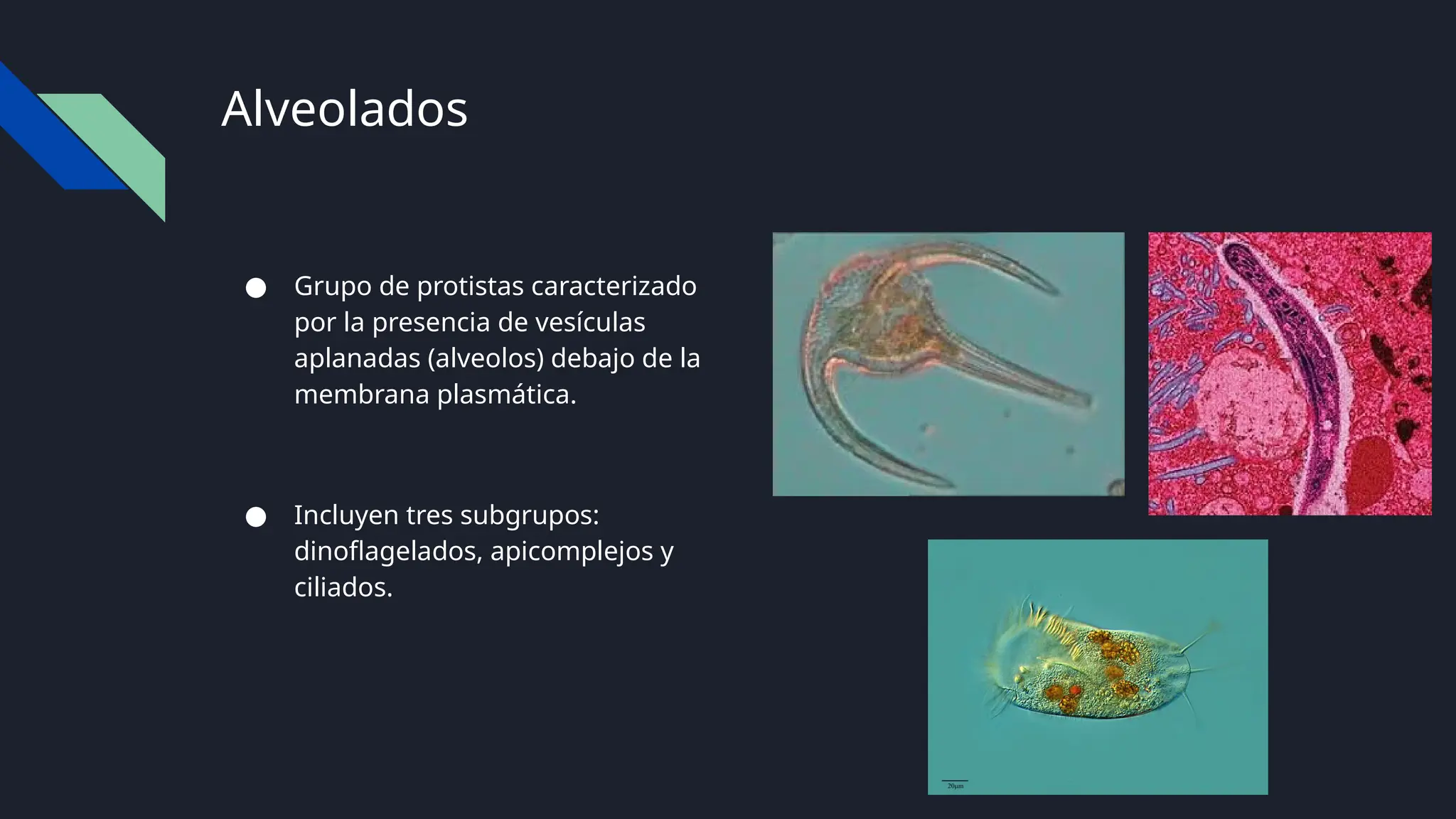 Grupo 1_ Diversidad y evolucion de los protistas (1).pptx