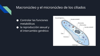 Grupo 1 Diversidad Y Evolucion De Los Protistas 1 Pptx