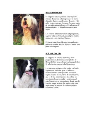 Grupo 1 perros de pastor o perros boyeros | PDF