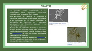 Grupo 1 PRESENTACIONES- Clasificación de los Microorganismos..pdf