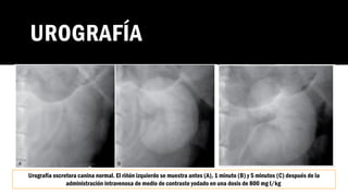Radiografía sistema urinario SEGUNDO PARCIAL.pdf