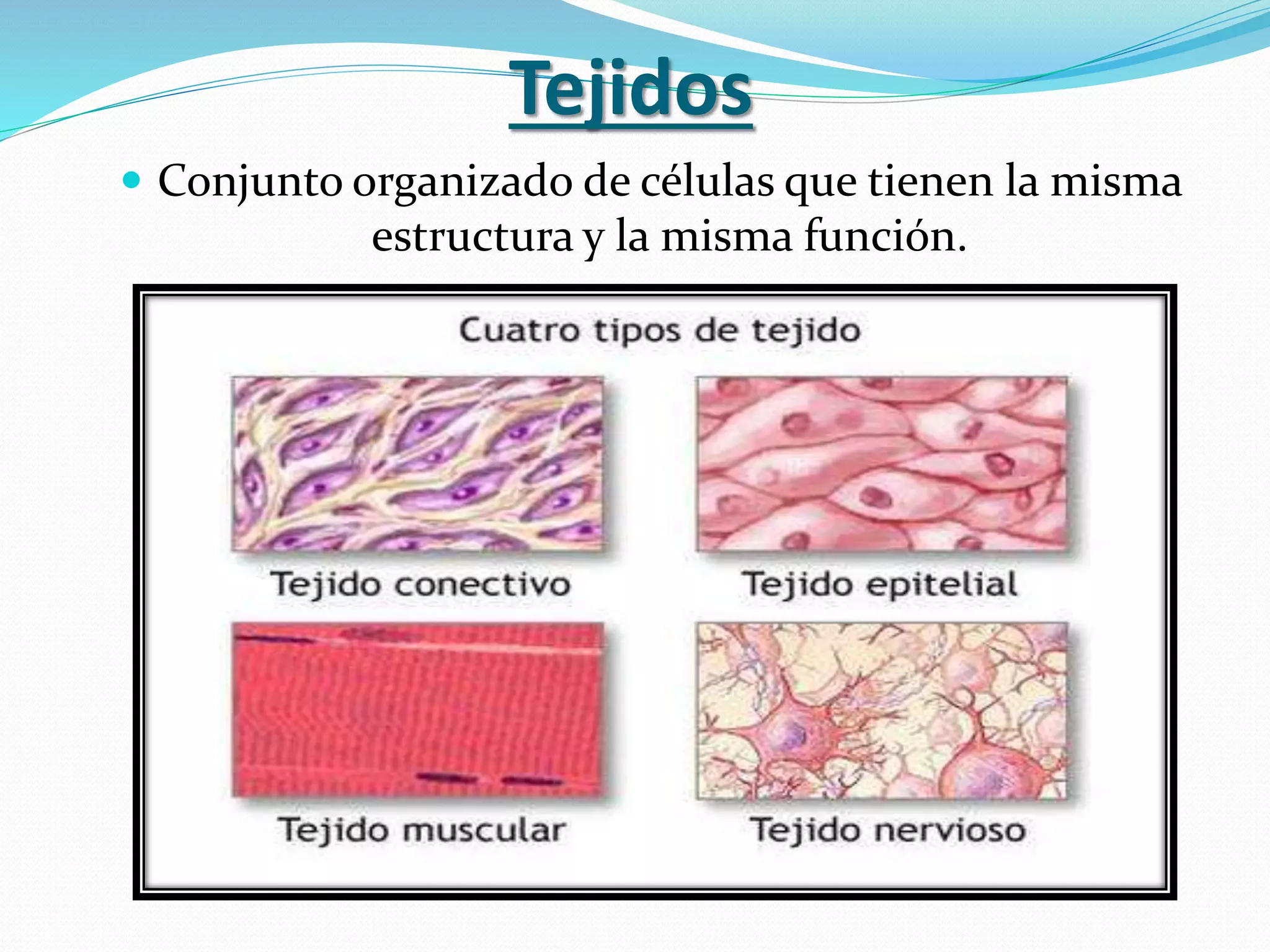 Estructura Biológica y Funcional del Ser Humano | PPTX