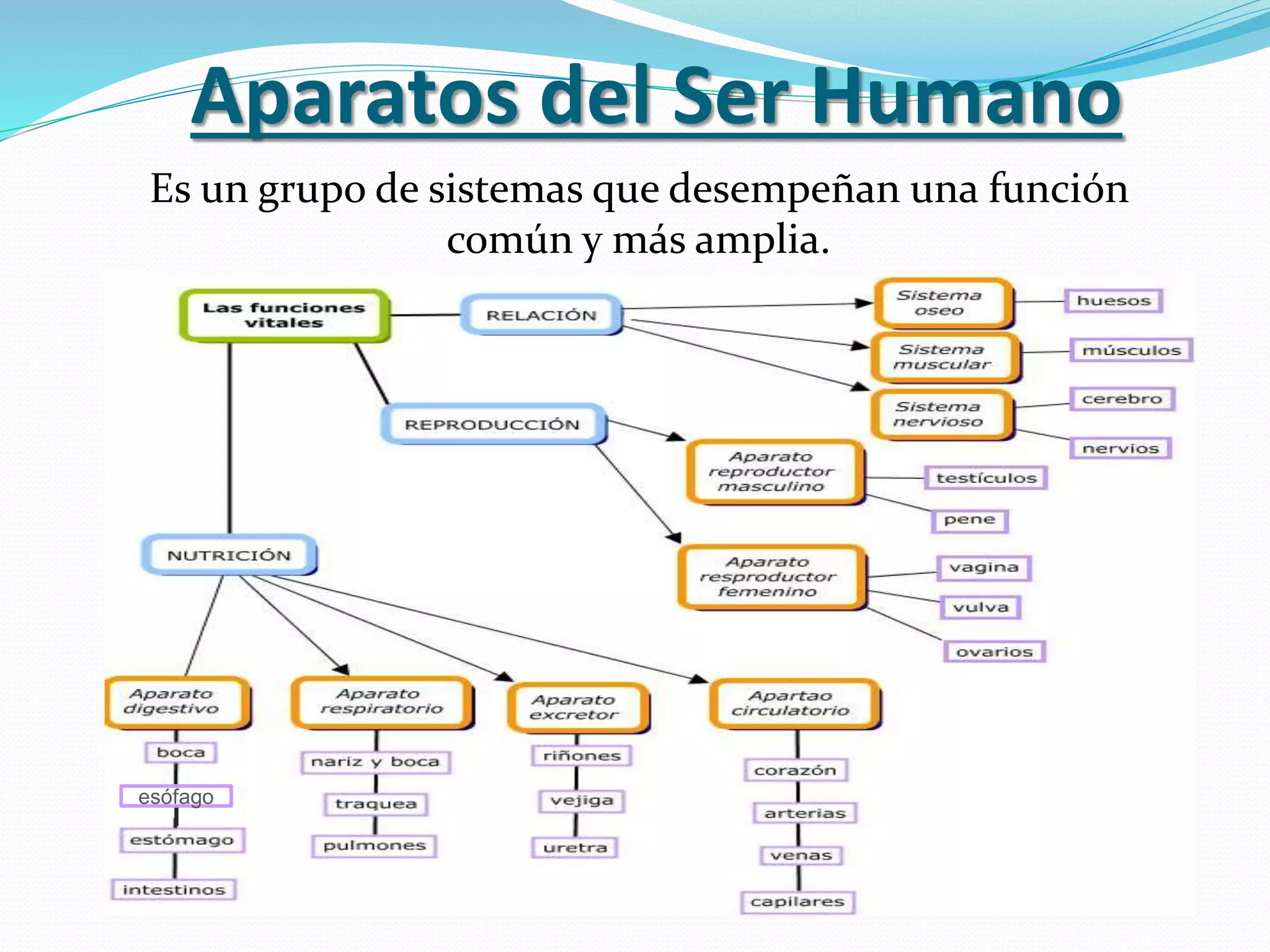 Estructura Biológica y Funcional del Ser Humano | PPTX