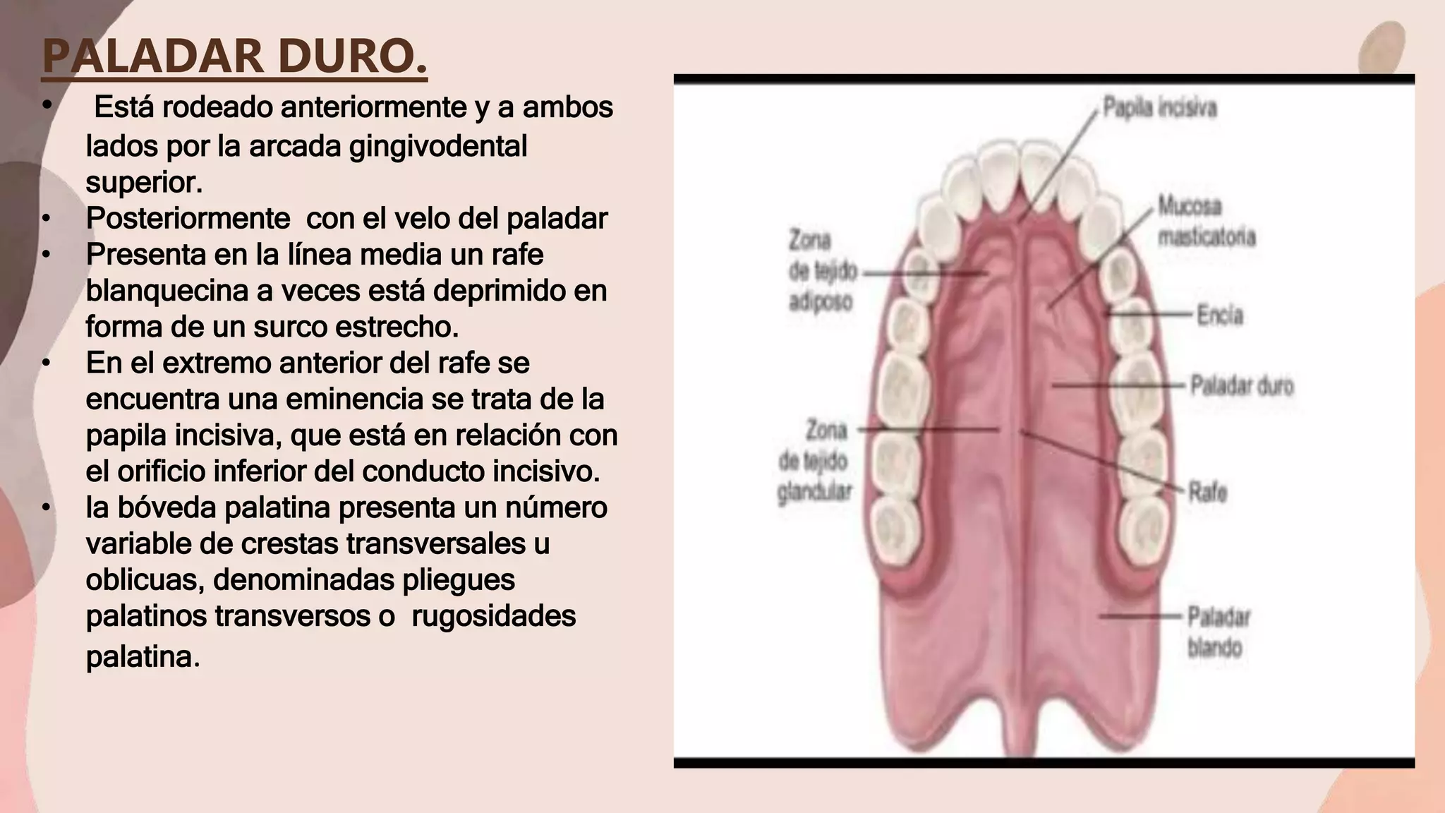 GRUPO 21 ENCIAS Y LENGUA.pptx