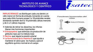 GRUPO 2 ANATOMIA SISTEMA URINARIO.pptx