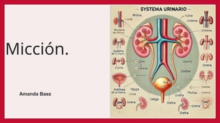 Anatomía funcional de la pelvis y micción | PPTX