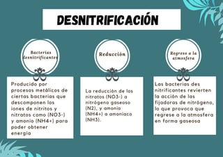 El Ciclo del nitrógeno | PDF