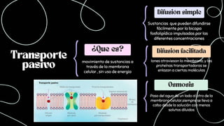 Mecanismos de Transporte Celular bachillerato | PPTX