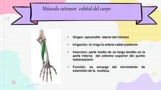 DIAPOSITIVAS MEDICINA MIEMBRO SUPERIOR ANATOMIA | PPT