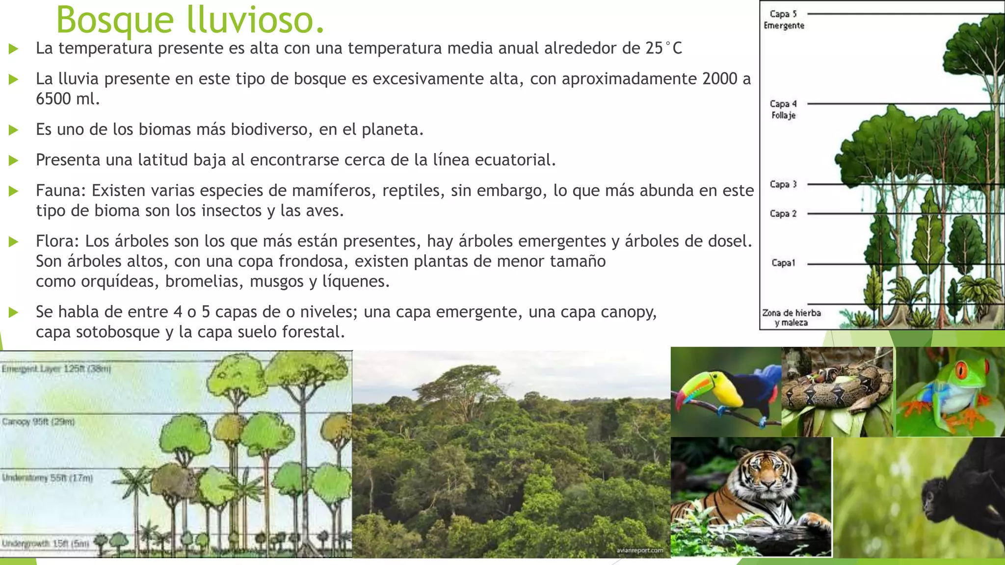Bosques en el Ecuador | PPTX