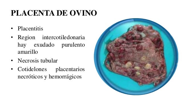 Enfermedades infecciosas en ovinos y caprinos