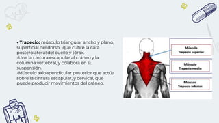 Grupo 5 Anatomia humana_ inervación e irrigación cuello | PPTX
