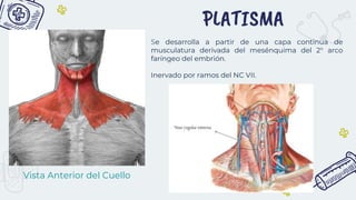 Grupo 5 Anatomia humana_ inervación e irrigación cuello | PPTX