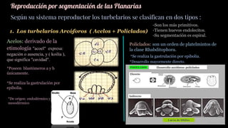 Reproducción por segmentación de las planarias | PPTX