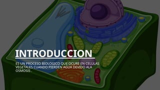 Grupo 5 PLASMOLISIS Y FUNCIONAMIENTO VEGETAL.pptx