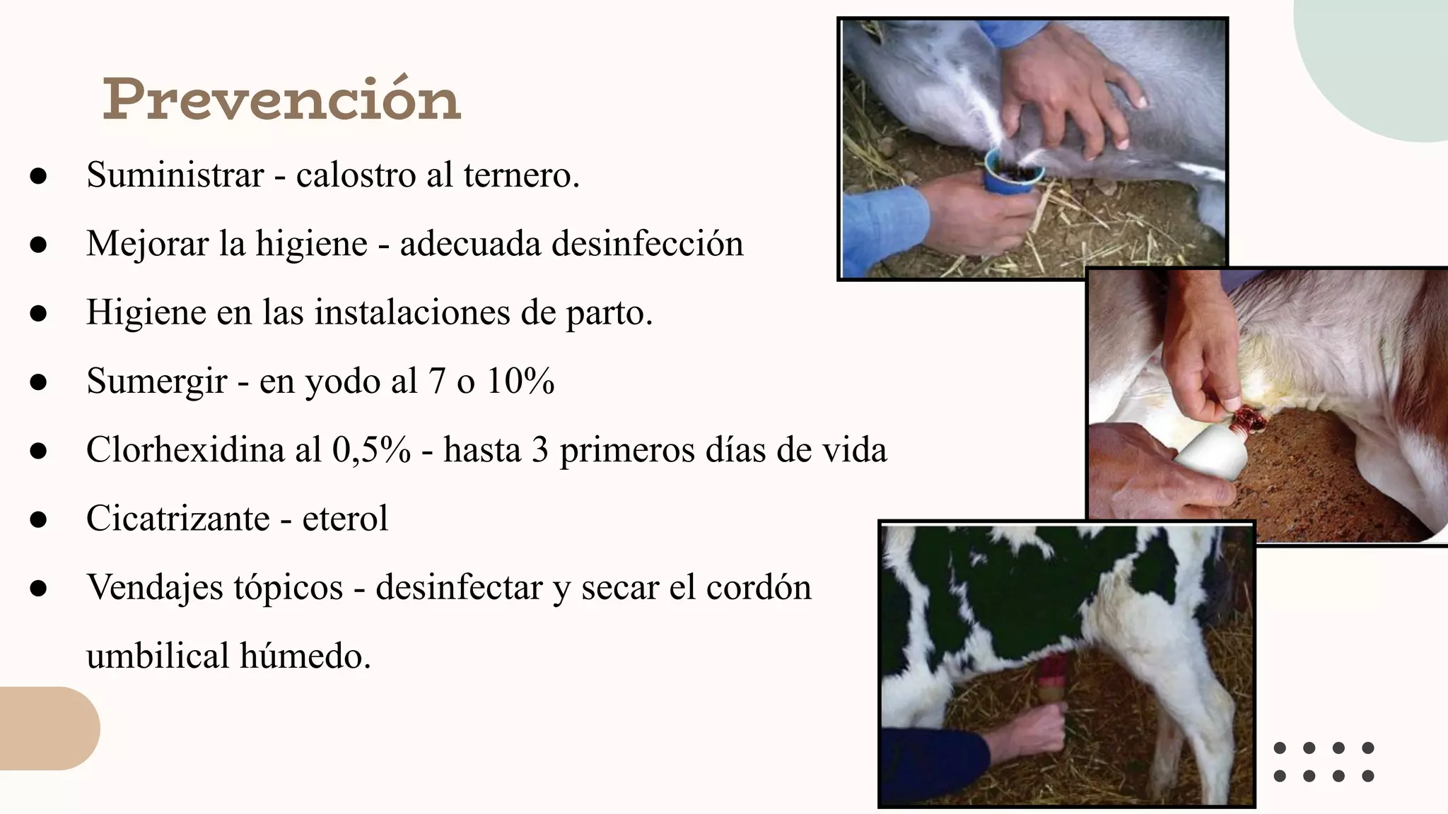 Onfalitis (Onfaloflebitis, Onfaloarteritis) | PDF