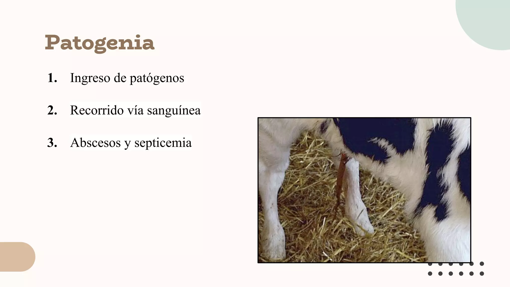 Onfalitis (Onfaloflebitis, Onfaloarteritis) | PDF