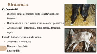 Onfalitis (Onfaloflebitis, Onfaloarteritis) | PDF