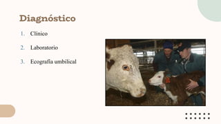 Onfalitis (Onfaloflebitis, Onfaloarteritis) | PDF
