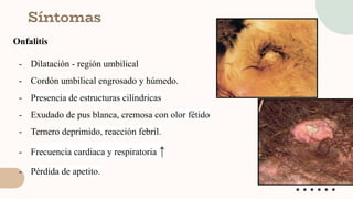 Onfalitis (Onfaloflebitis, Onfaloarteritis) | PDF