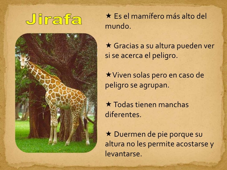 ANIMALES: Caracteristicas