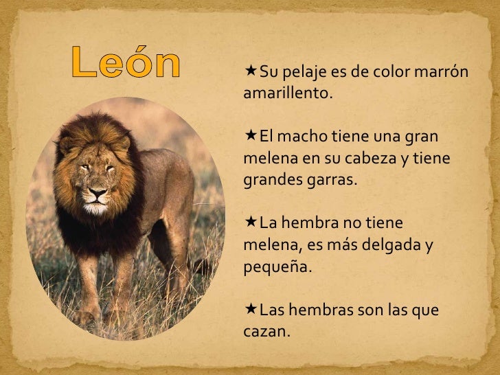 ANIMALES: Caracteristicas