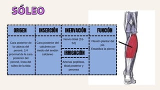 GRUPO6-MUSCULOS POSTERIORES DE LA PIERNA.pdf
