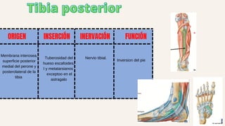 GRUPO6-MUSCULOS POSTERIORES DE LA PIERNA.pdf