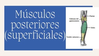 GRUPO6-MUSCULOS POSTERIORES DE LA PIERNA.pdf