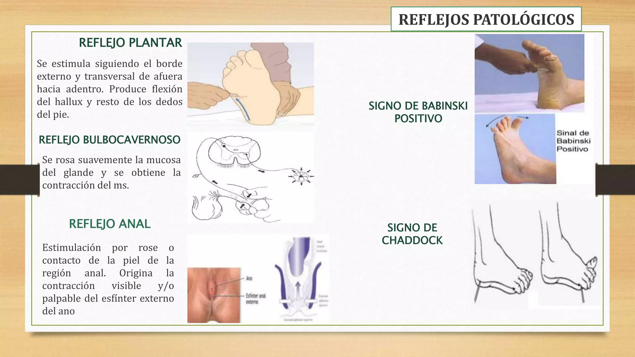 grupo 6 semiologia reflejos osteotendinosos.pptx