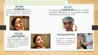 grupo 6 semiologia reflejos osteotendinosos.pptx