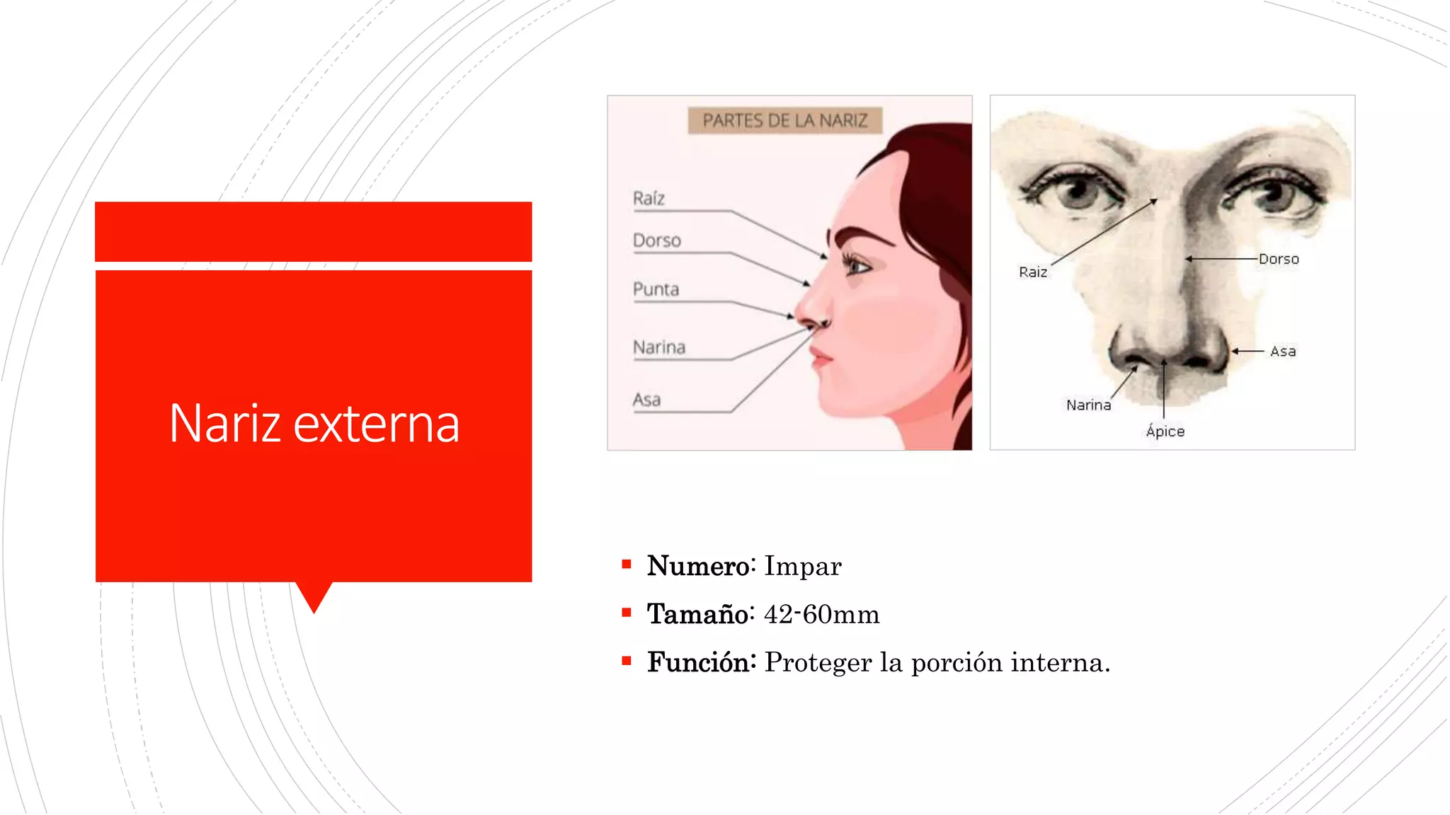 GRUPO#7 CAVIDAD NASAL.pptx