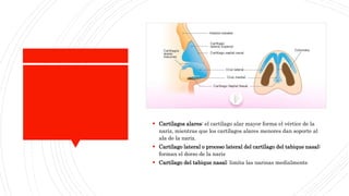 GRUPO#7 CAVIDAD NASAL.pptx