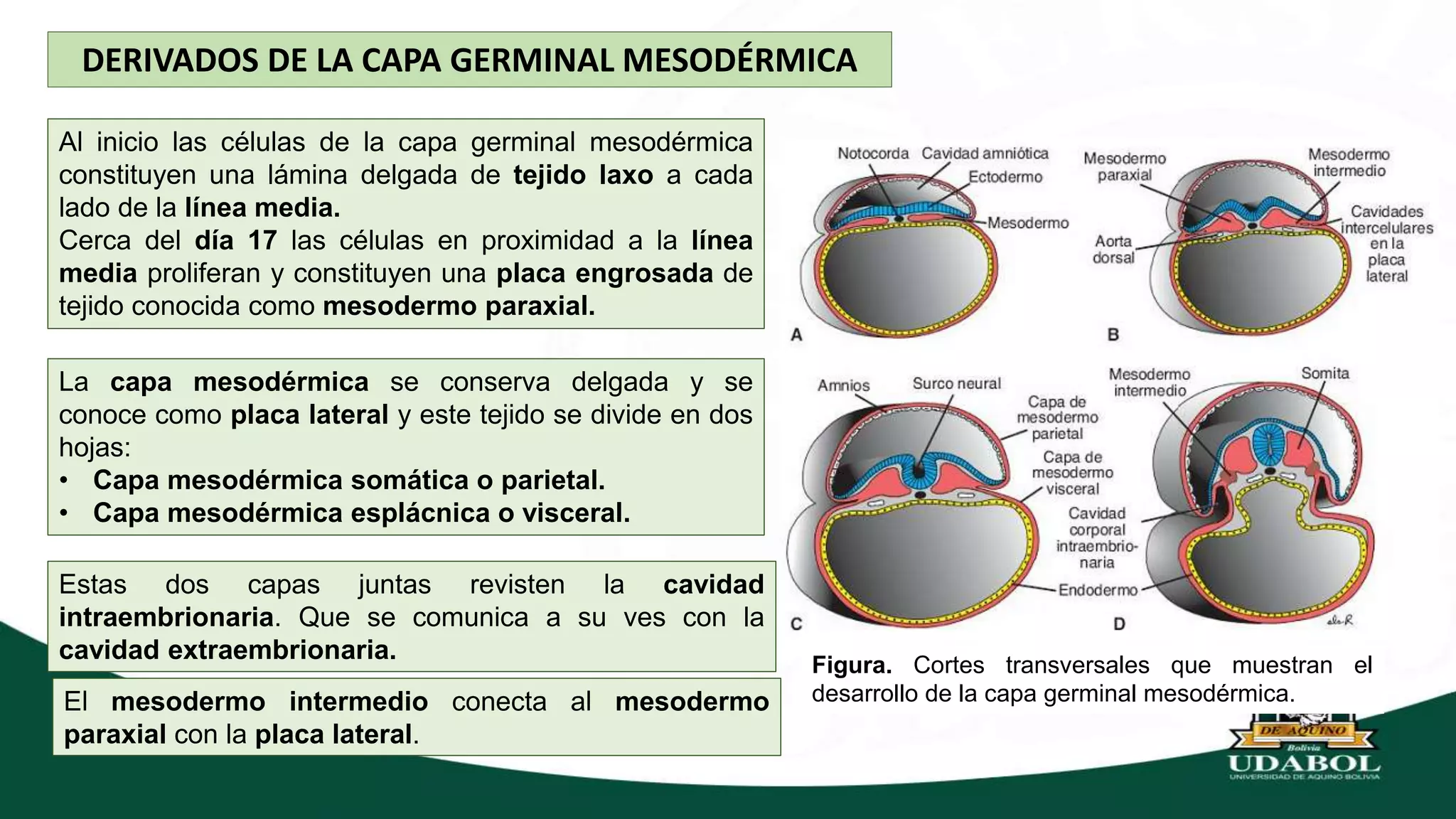 GRUPO 7 TERCERA A LA OCTAVA SEMANA DEL DESARROLLO EMBRIONARIO-3.pptx