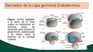 GRUPO 7 TERCERA A LA OCTAVA SEMANA DEL DESARROLLO EMBRIONARIO-3.pptx