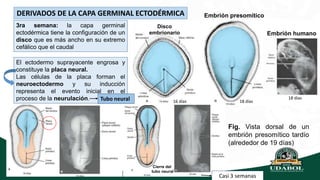 GRUPO 7 TERCERA A LA OCTAVA SEMANA DEL DESARROLLO EMBRIONARIO-3.pptx