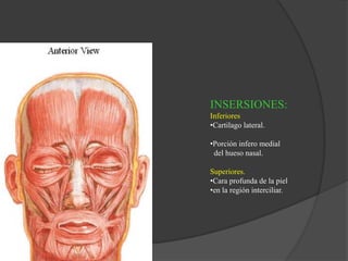 Grupo musculos faciales | PPTX | Ear, Nose and Throat Conditions ...