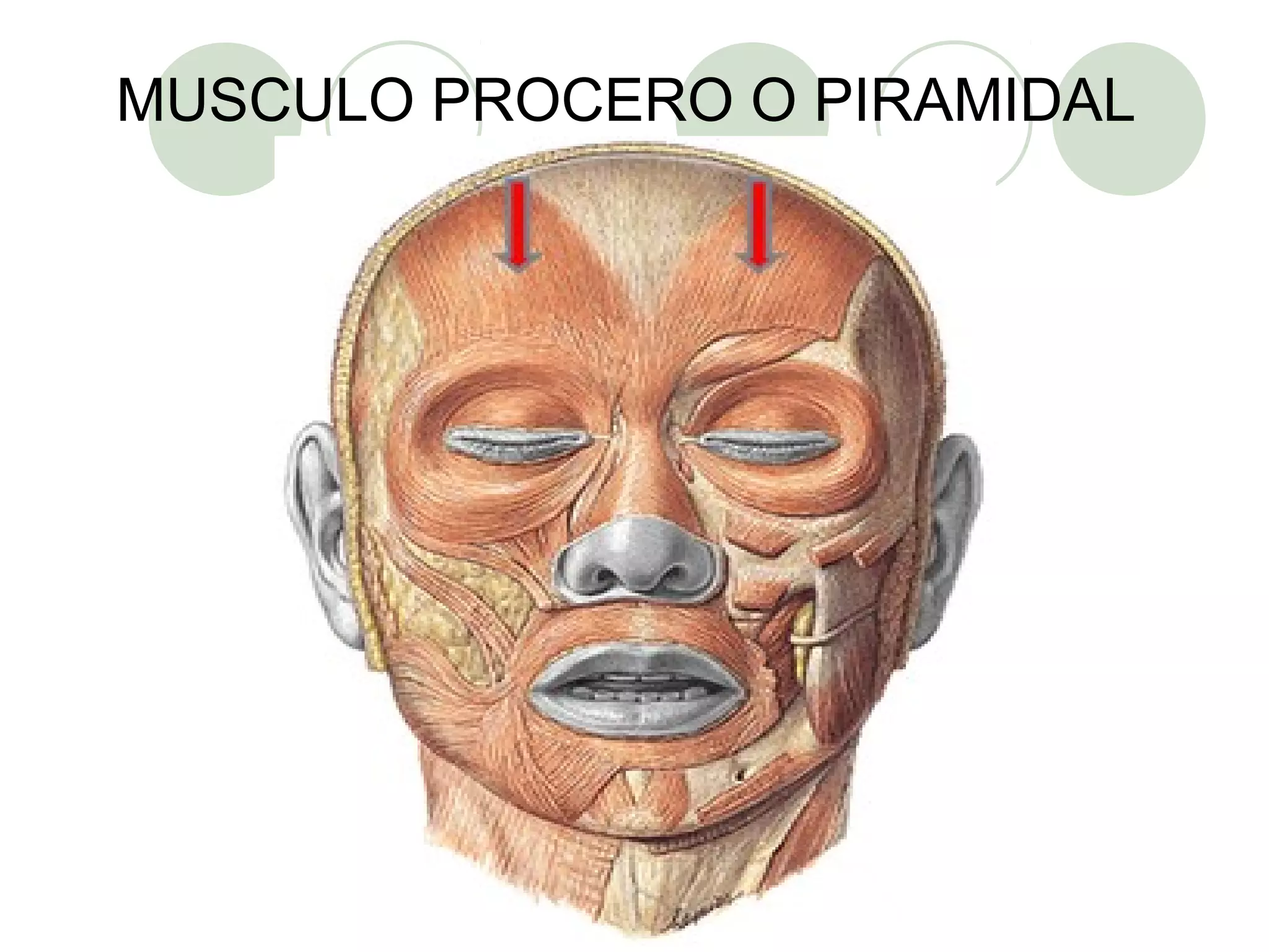 Grupo musculos faciales