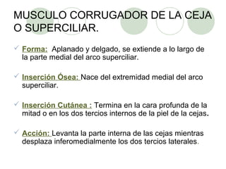 Grupo musculos faciales | PPT
