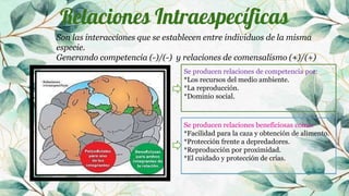 Competencia Ecologia