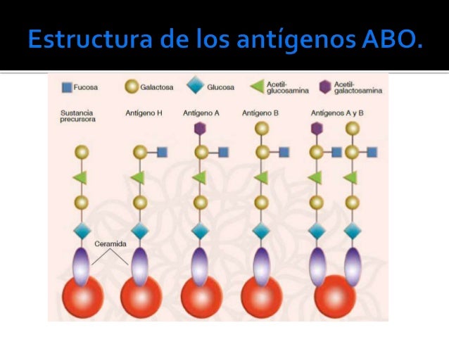 Grupo sanguíneo y rh