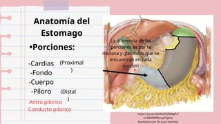 ESTOMAGO - HISTOLOGIA Y EMBRIOLOGIA DE LA MEDICINA | PPTX