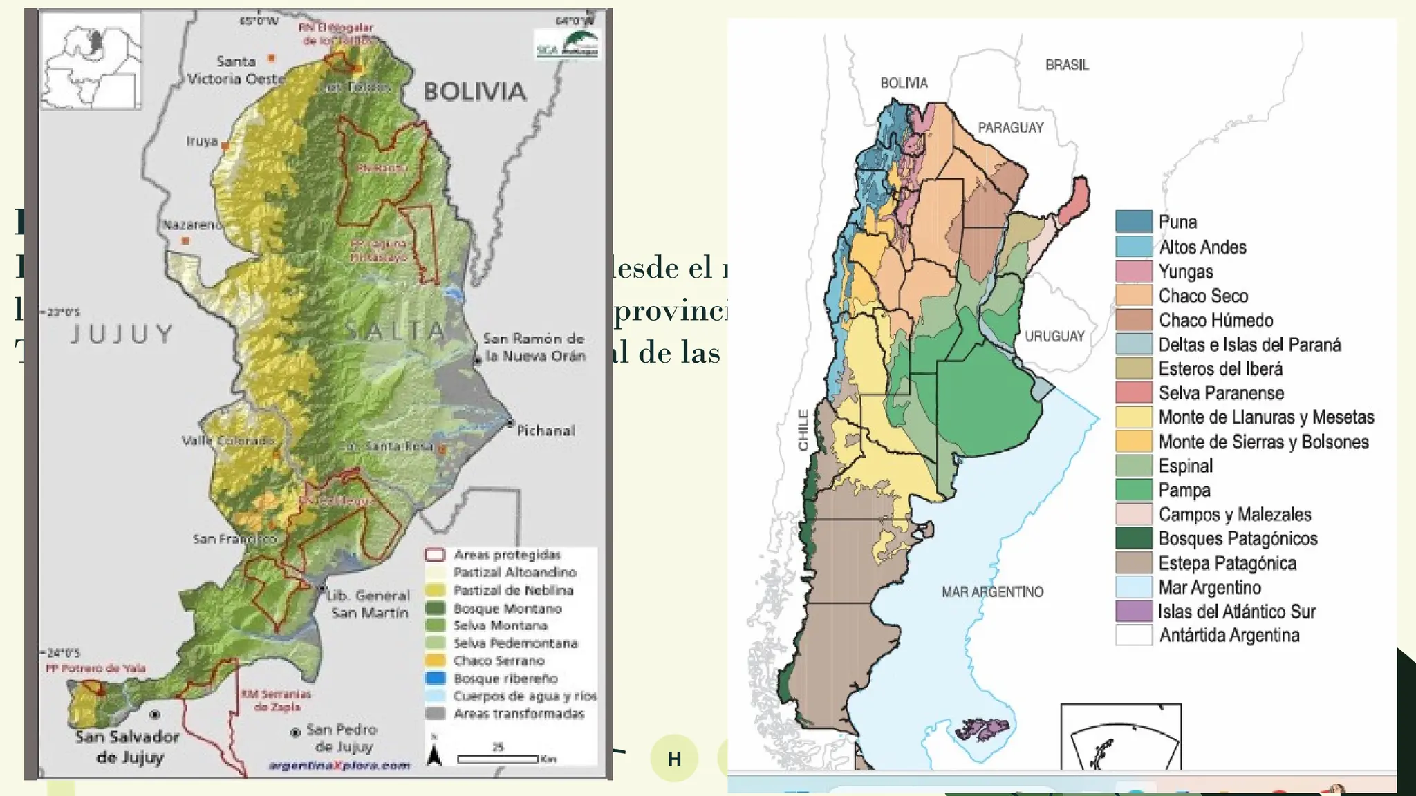 las Yungas y la problemáticas ambientales y su biodivercidad | PPTX