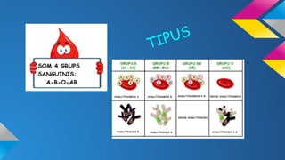 Grups sanguinis | PDF