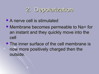 NEURONS (TYPES OF NEURONS) | PPT